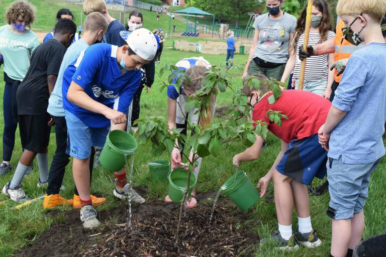 Learning about Trees in Schools
