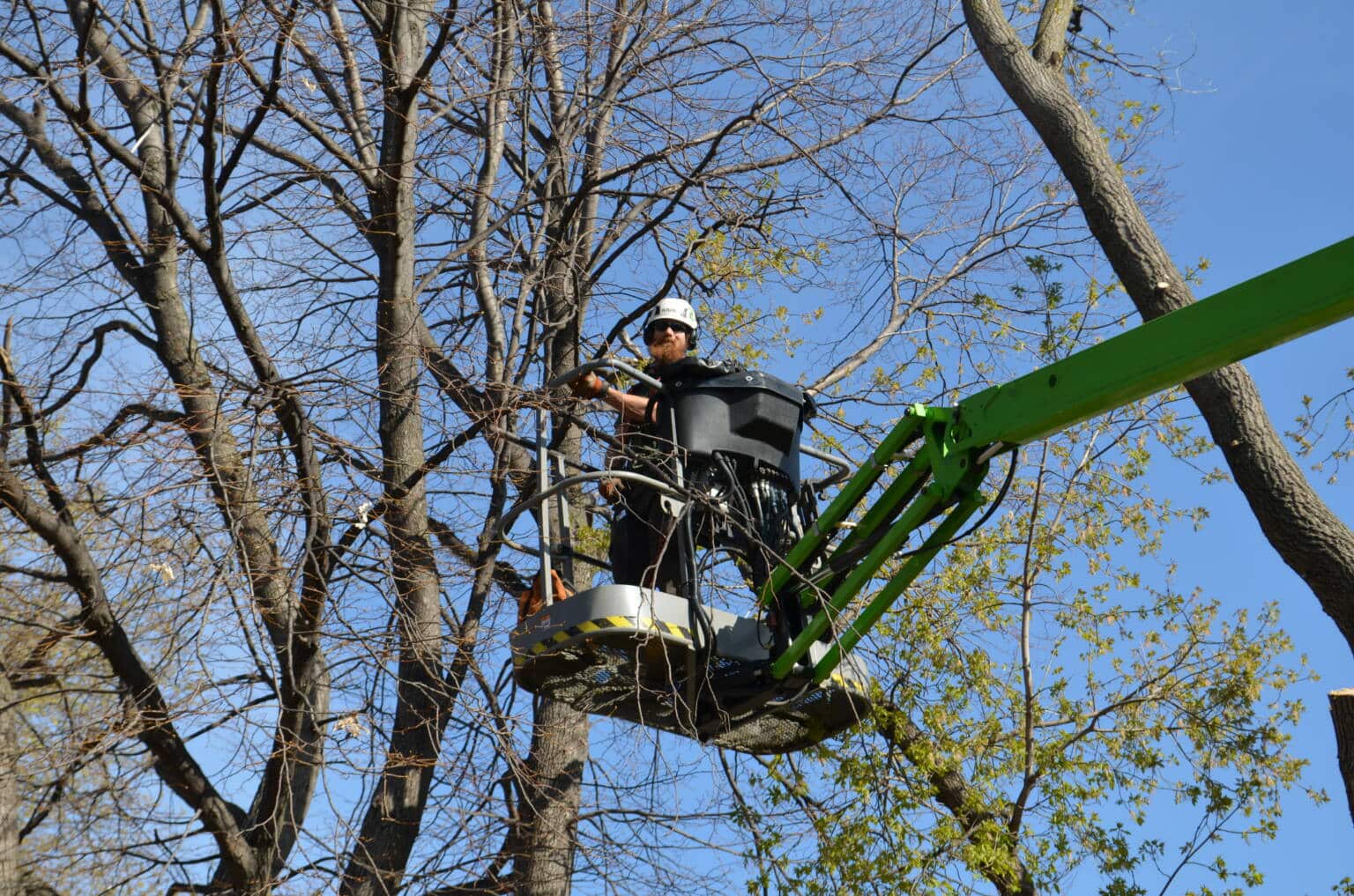 Apprentice to Arborist - Tree Trust