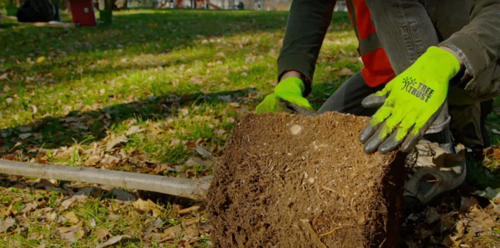 How to Plant a Tree - Tree Trust
